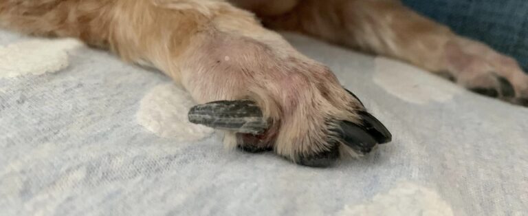 What To Do If Your Dog Breaks a Nail