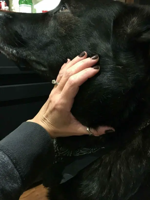 Where Are Dog Lymph Nodes In Neck? (With Pictures)