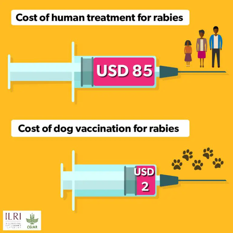 At What Age Can Dogs Get Rabies Shot - A Friendly Guide