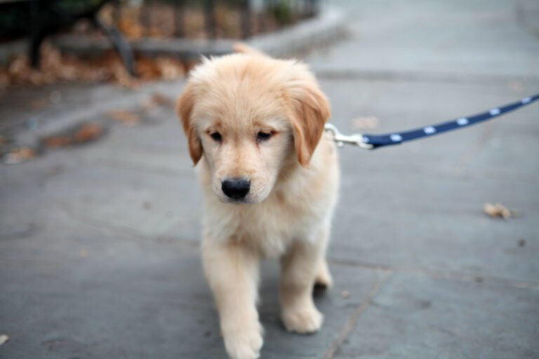 At What Age Can Dogs Go For Walks: Puppy Walking Guide