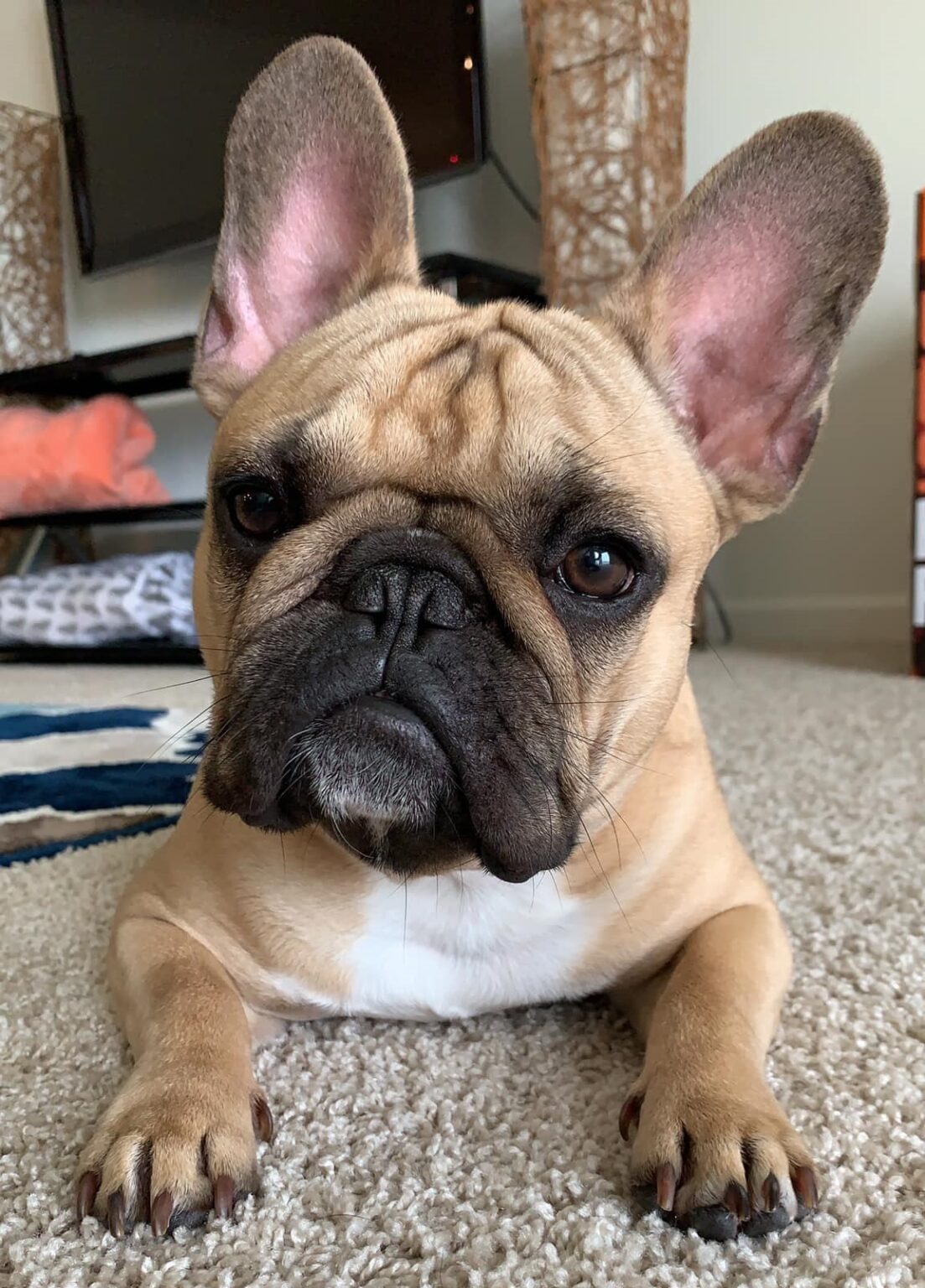 At What Age Do Dogs Get Ivdd