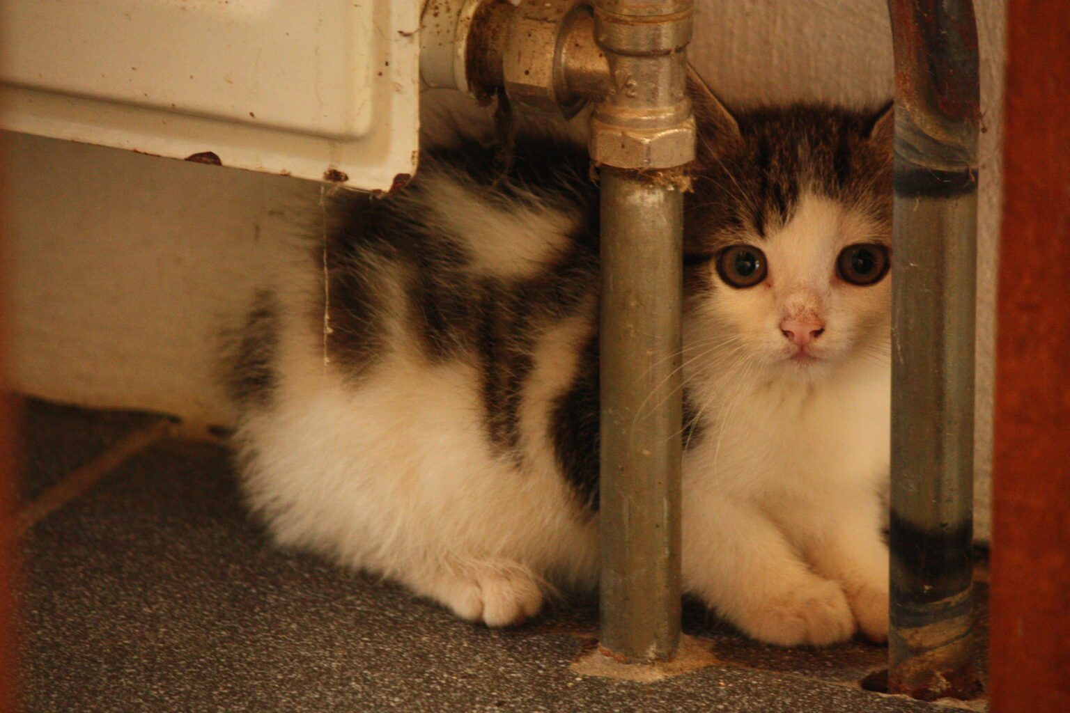 How To Help an Abused Cat Re-Socialize and Recover