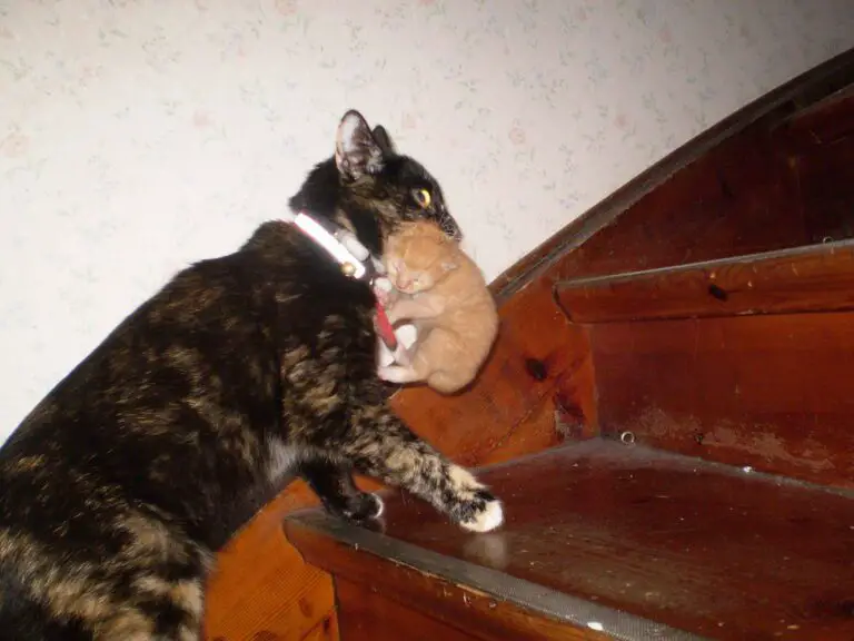 Is It OK To Pick My Adult Cat Up By The Scruff of The Neck?