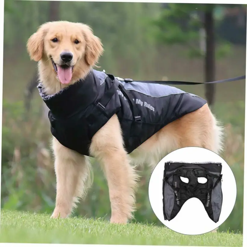 5 Best Heated Jackets For Dogs Reviewed By Vets