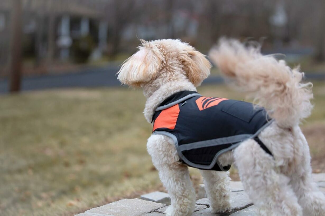 5 Best Heated Jackets For Dogs Reviewed By Vets