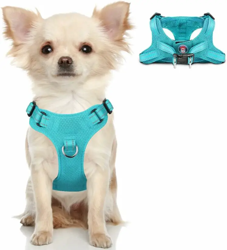 7 Best Harnesses For Small Dogs With Back Problems