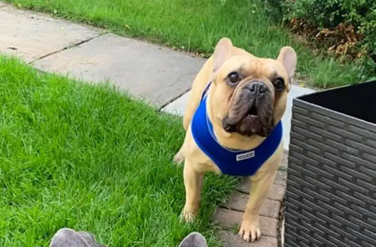 11 Reasons Why French Bulldogs Fart So Much and Remedies