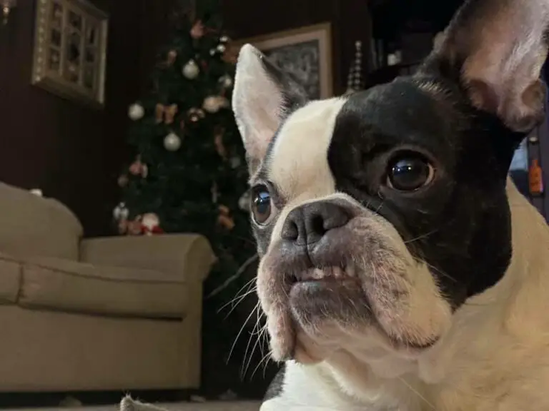 11 Reasons Why French Bulldogs Fart So Much and Remedies