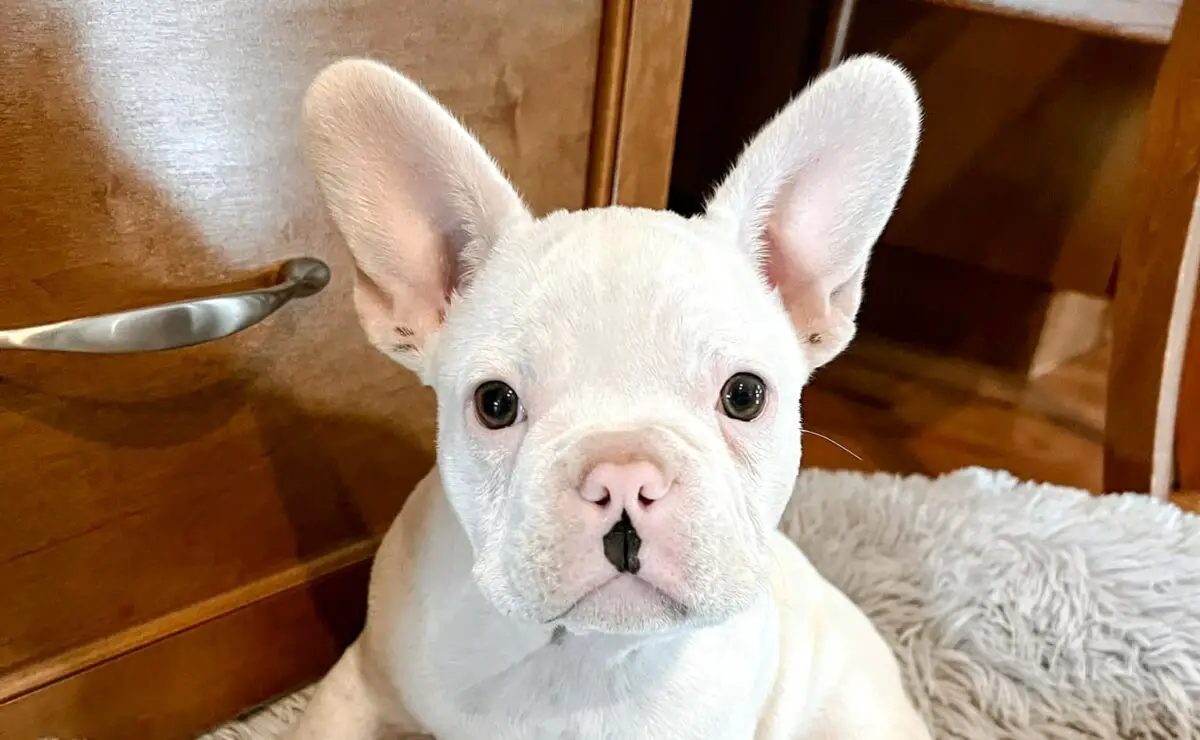 11 Reasons Why French Bulldogs Fart So Much and Remedies