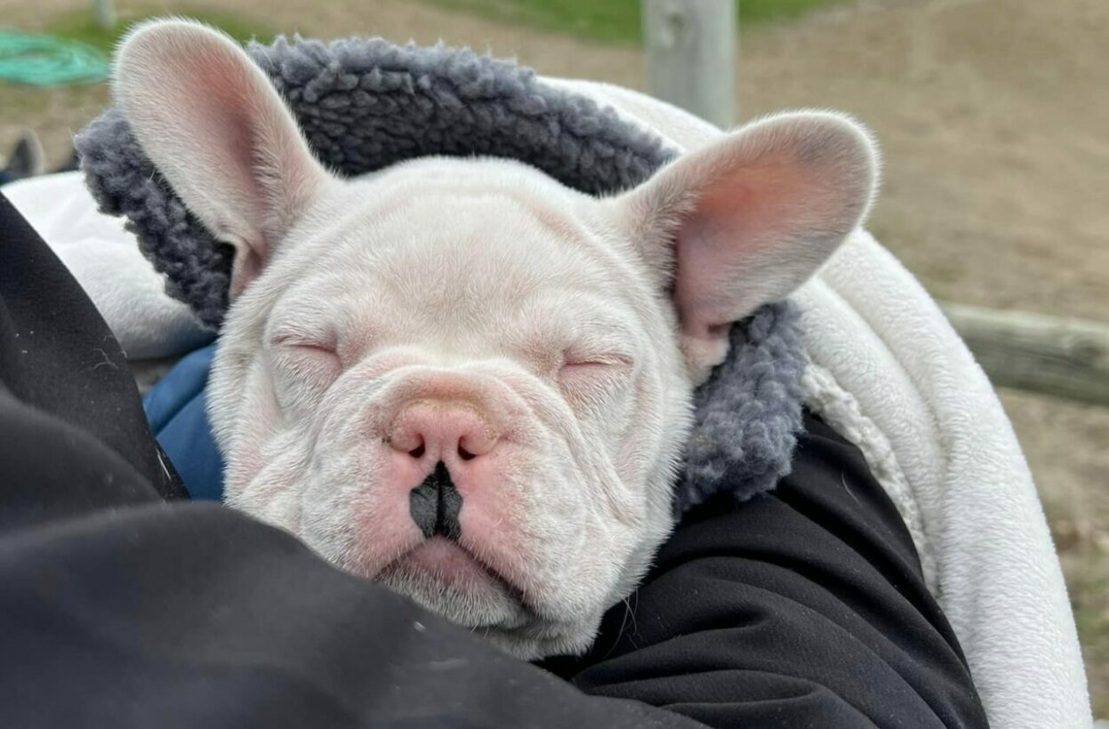 11 Reasons Why French Bulldogs Fart So Much and Remedies