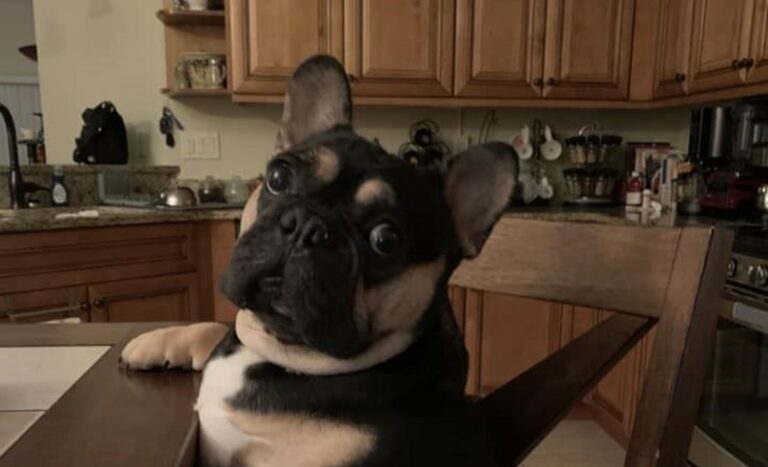 11 Reasons Why French Bulldogs Fart So Much and Remedies