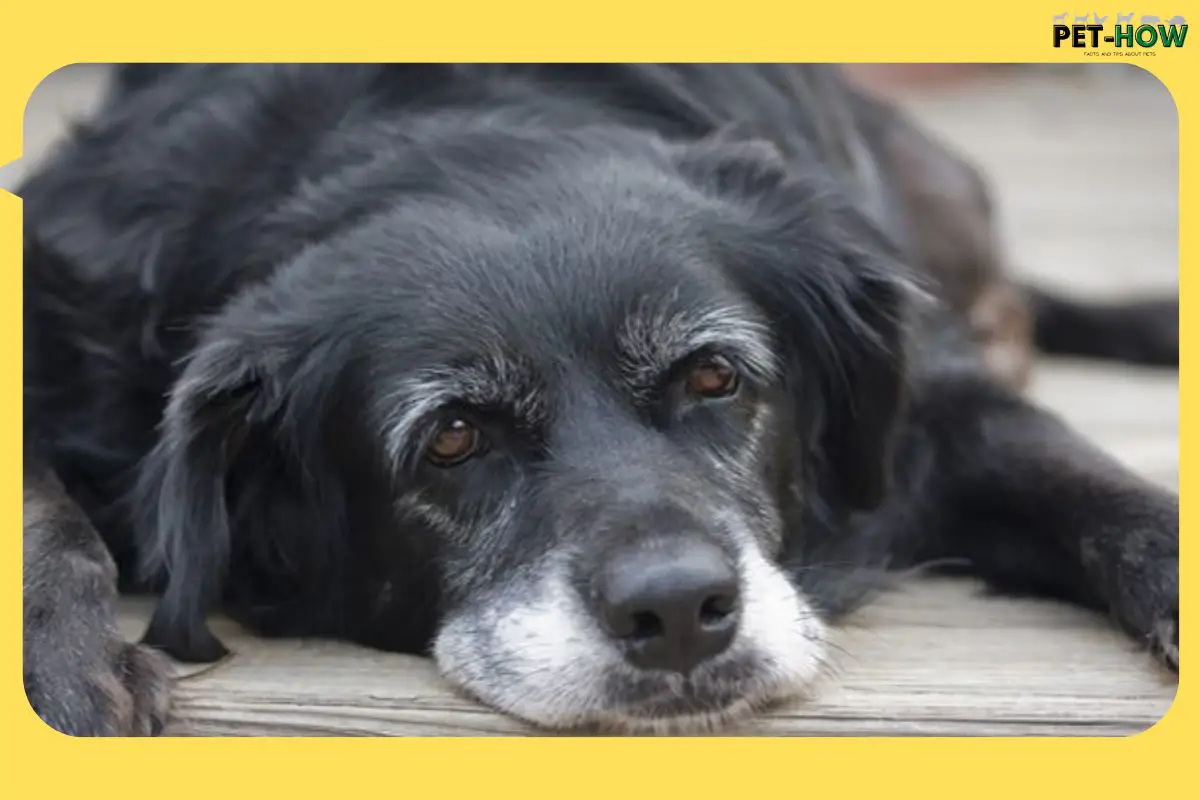 12 Reasons Why Your Dog Is Walking Slow With Head Down