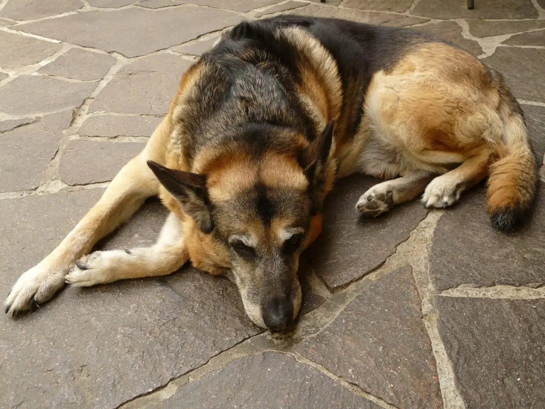 12 Reasons Why Your Dog Is Walking Slow With Head Down