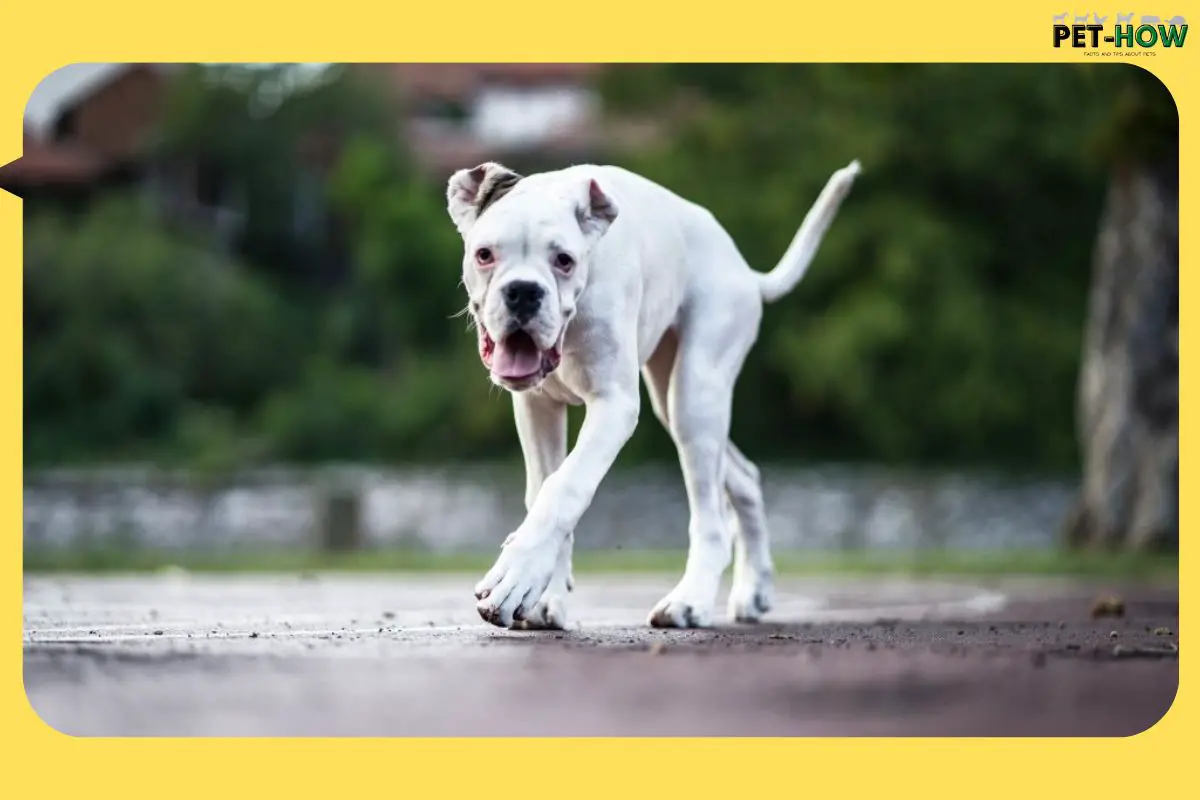12 Reasons Why Your Dog Is Walking Slow With Head Down