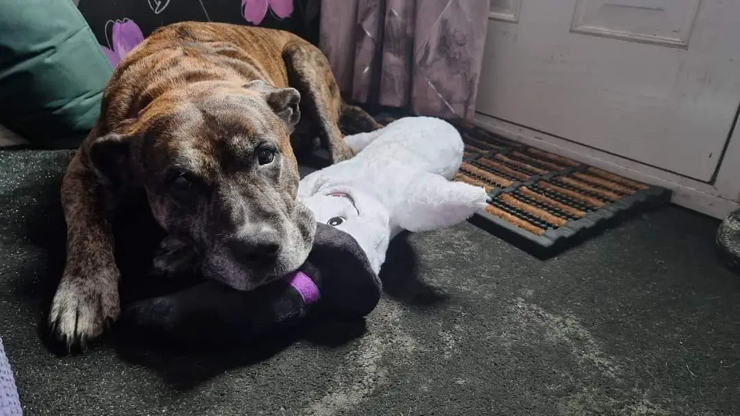 13 Ways To Make Your Dog Feel Safe During a Storm