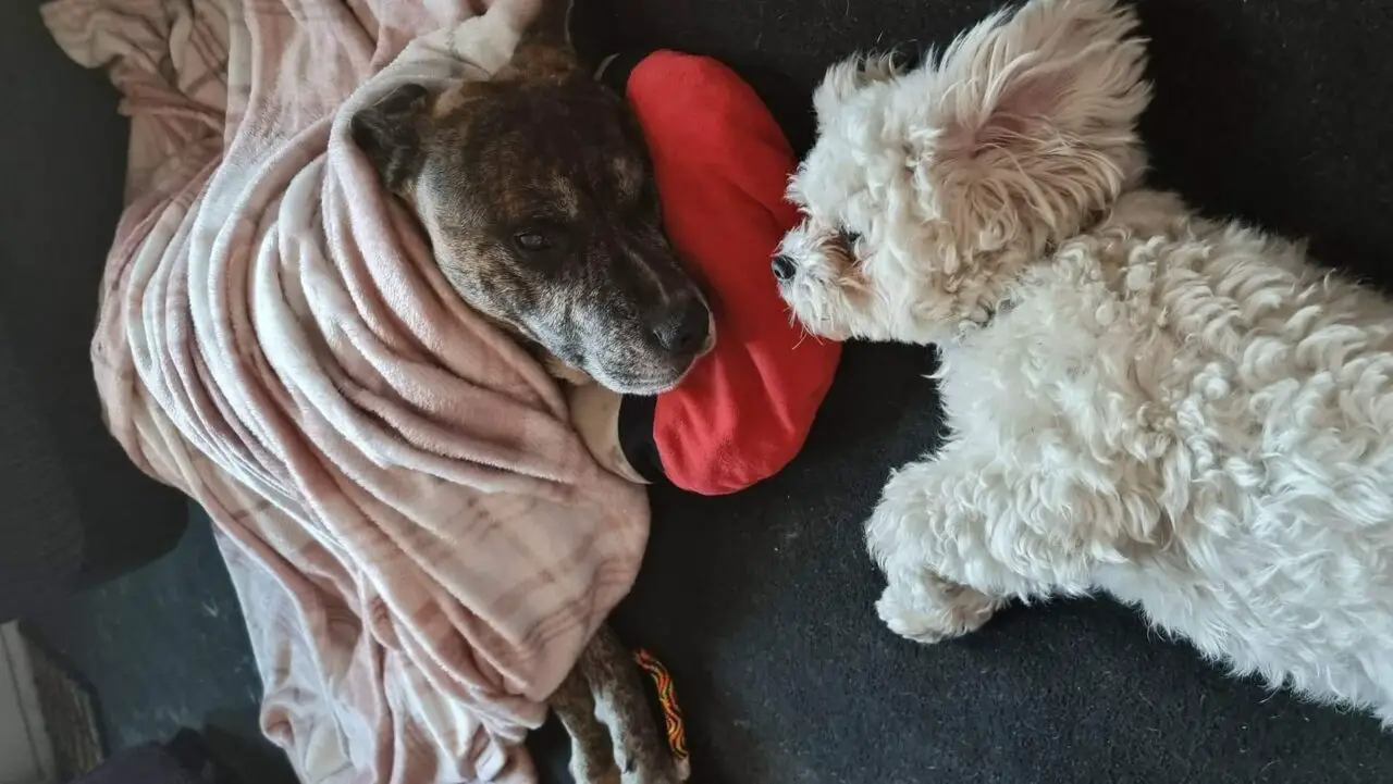 13 Ways To Make Your Dog Feel Safe During a Storm