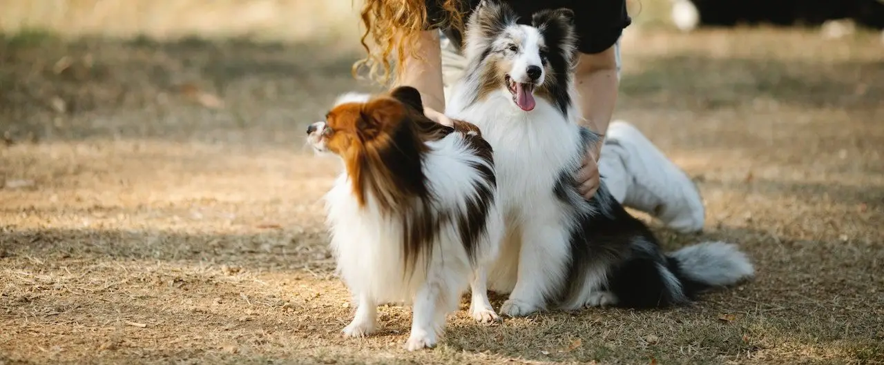15 Best Dog Breeds For Families With Small Children