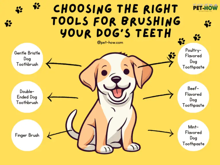 How To Brush Your Dog's Teeth - A Complete Guide