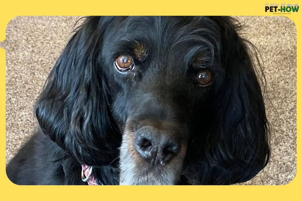 Does Gordon Setter Get Attached To One Person? (Answered!)