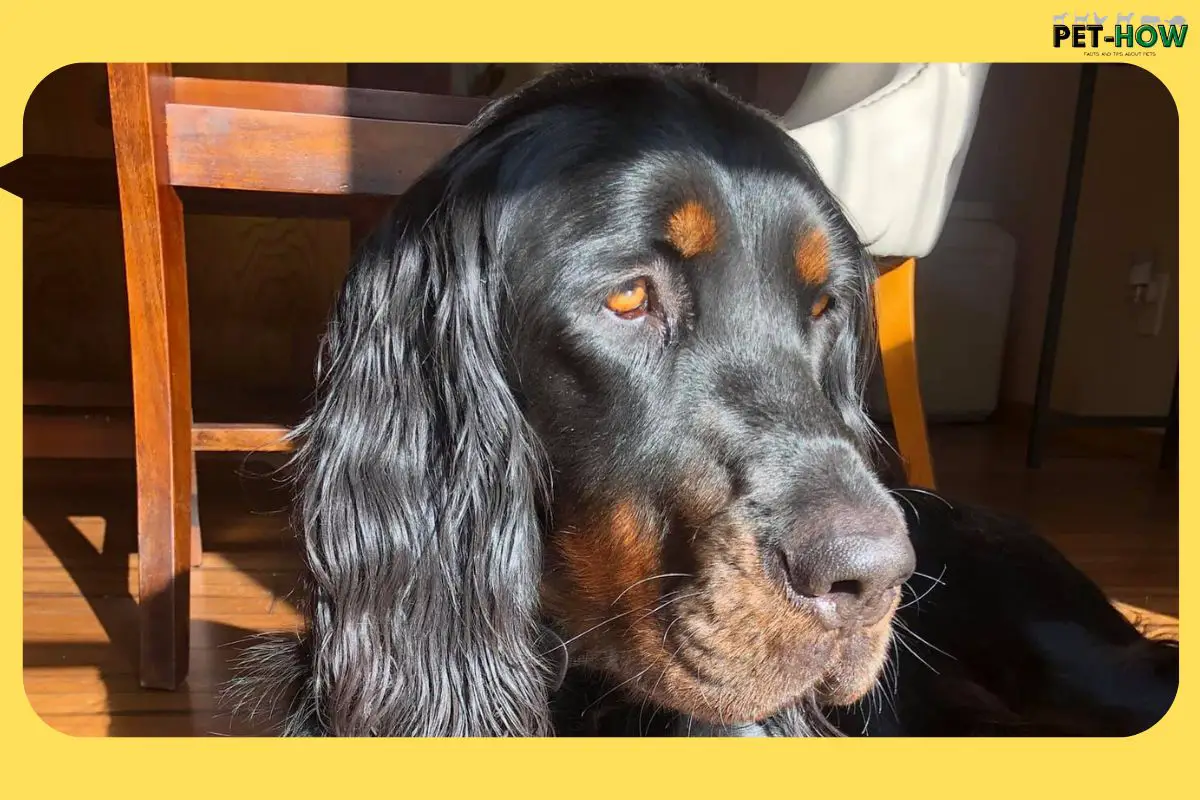 Does Gordon Setter Get Attached To One Person? (Answered!)