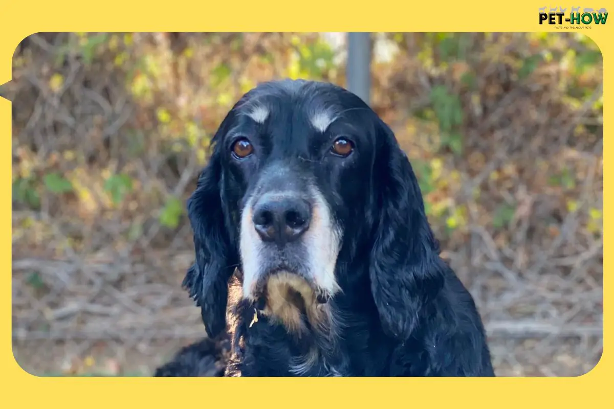 Does Gordon Setter Get Attached To One Person? (Answered!)