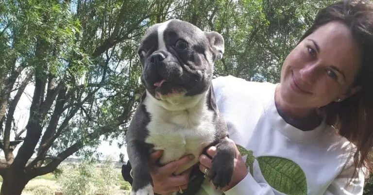 How Often Should a Healthy French Bulldog Poop