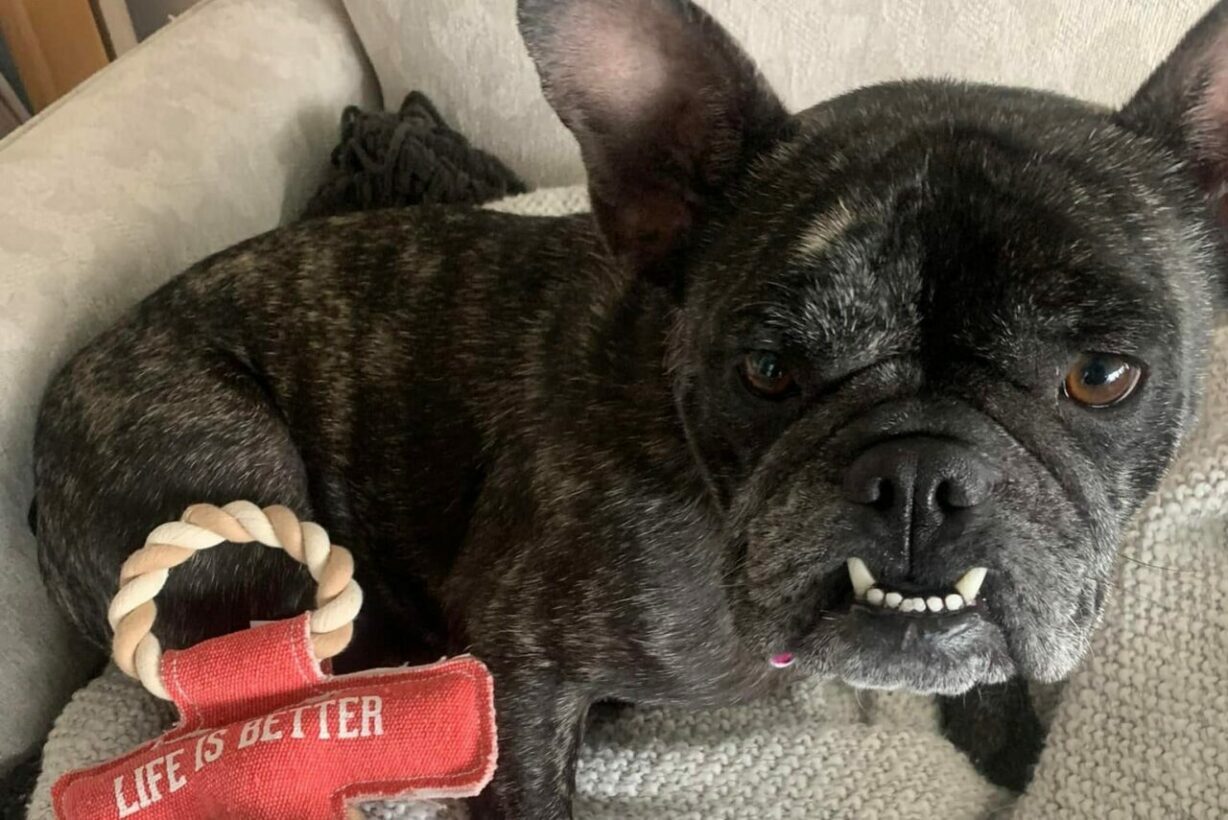 How Often Should a Healthy French Bulldog Poop