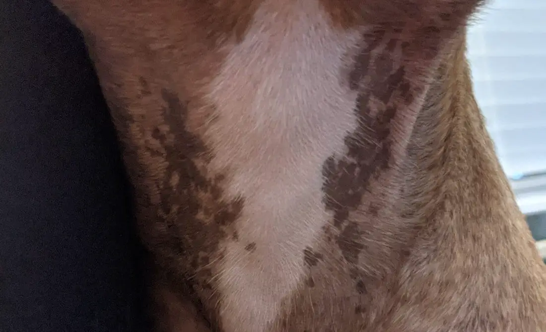 Brown Spots On Dog Belly That Look Like Dirt (Pictures)