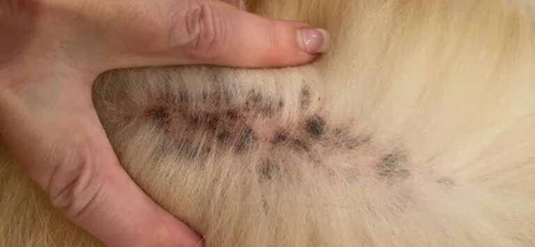 Brown Spots On Dog Belly That Look Like Dirt (Pictures)