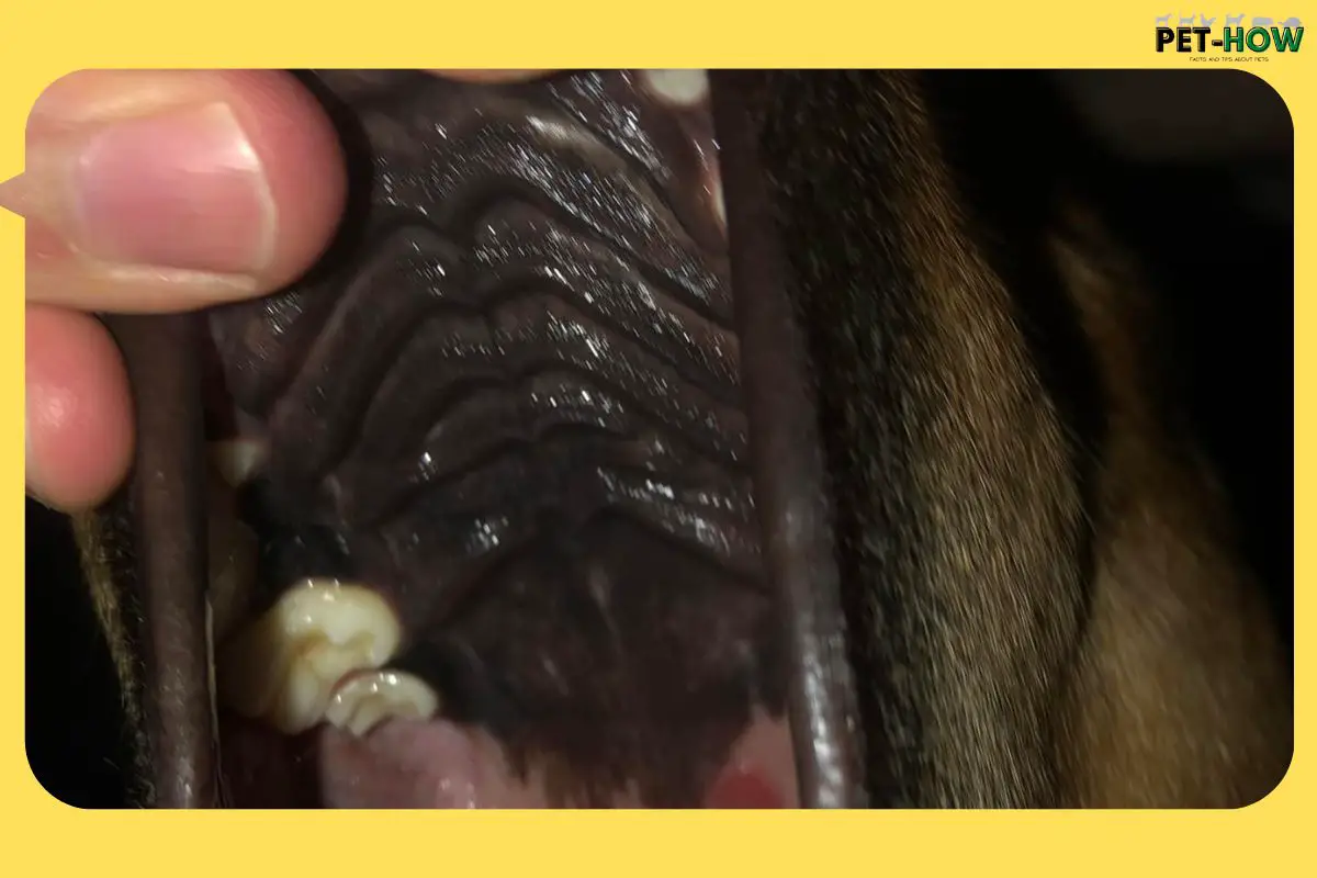 Treating Halitosis in Dogs: Your Essential Guide