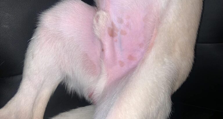 Brown Spots On Dog Belly That Look Like Dirt (Pictures)