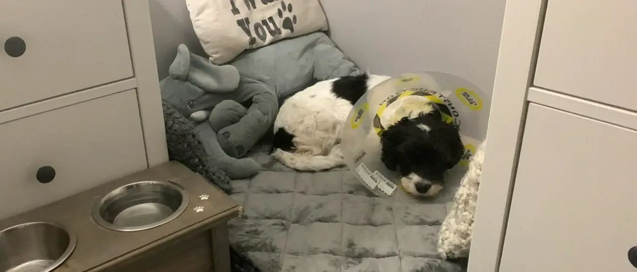 Wearing a Cone in the Crate: Guidelines for Dogs