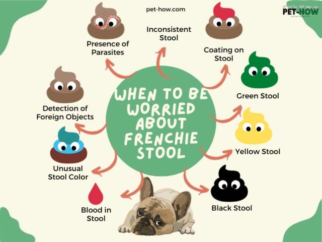 How Often Should a Healthy French Bulldog Poop