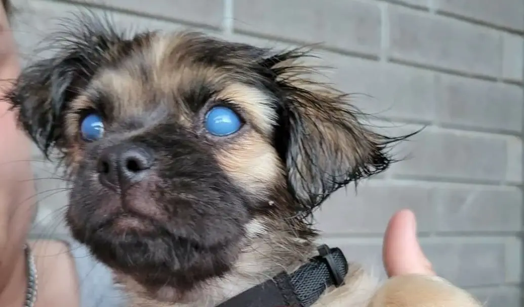 Dog Has a Blue Ring Around Its Eye - Causes and Solutions