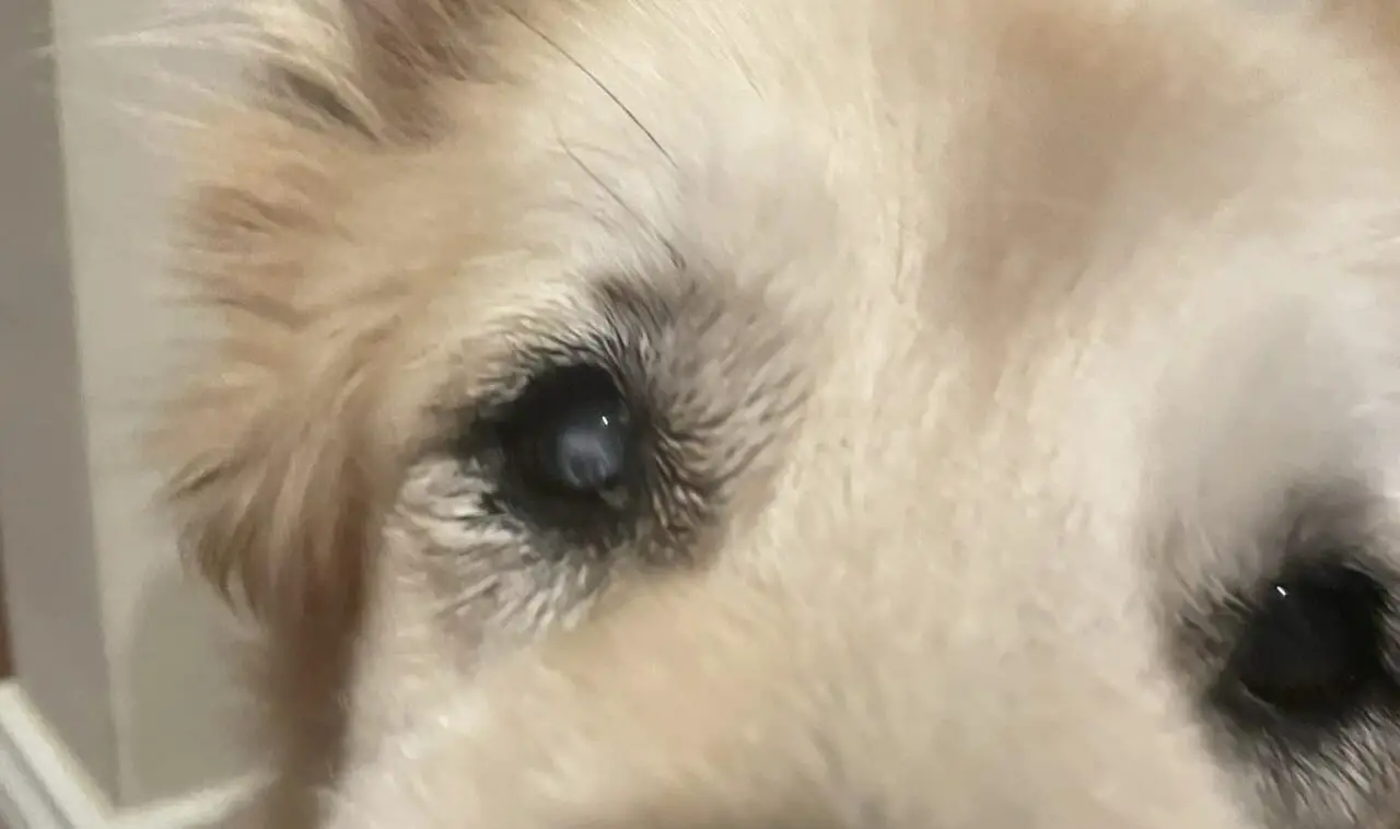 Dog Has a Blue Ring Around Its Eye - Causes and Solutions