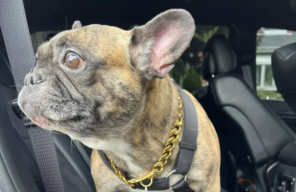 How Often Should a Healthy French Bulldog Poop