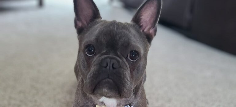 Do French Bulldogs Have Breathing Problems?