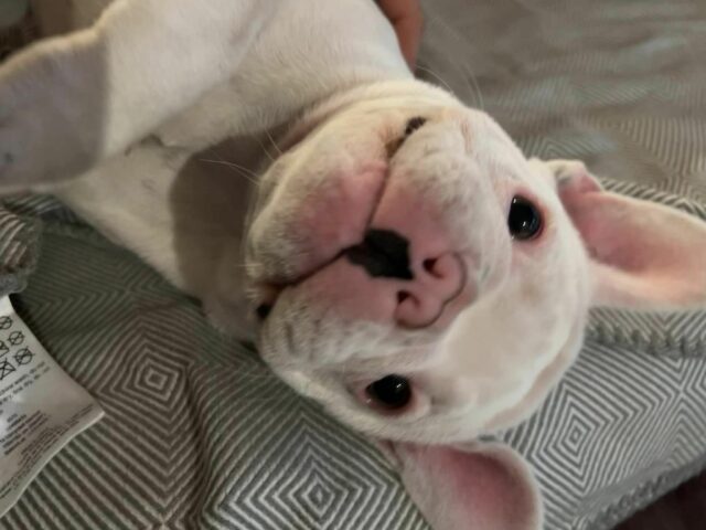 Do French Bulldogs Have Breathing Problems?