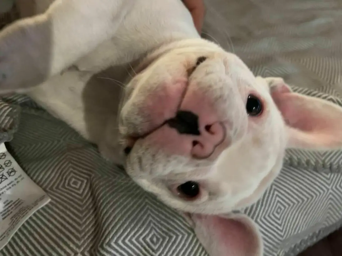 Do French Bulldogs Have Breathing Problems?