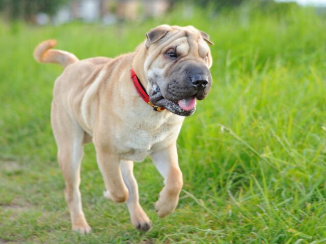 French Bulldog Shar Pei Mix - New Breed Introduction French Bulldog Shar Pei Mix - New Breed Introduction