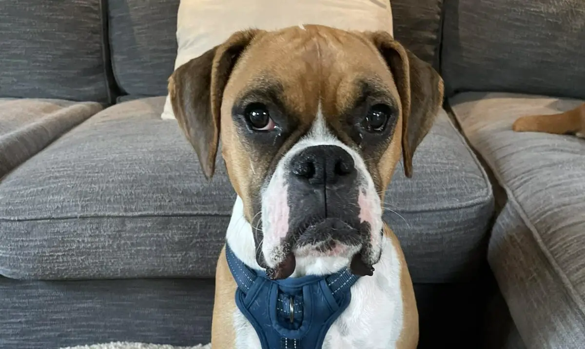 How To Know When To Neuter Your Dog