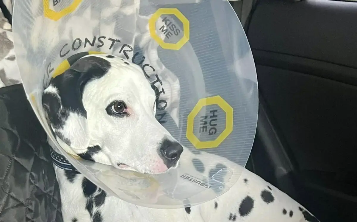 How To Know When To Neuter Your Dog