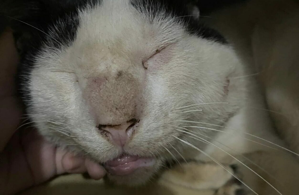 Treating a Cat That Was Stung By an Insect