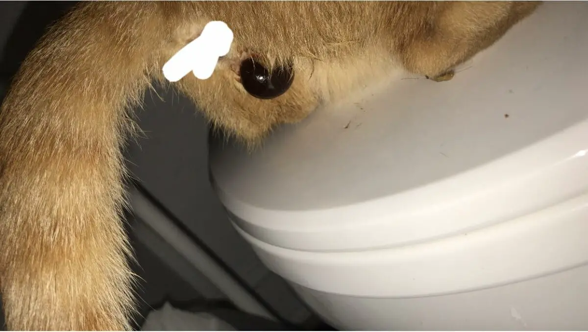 What to Do When Your Cat's Amniotic Sac Is Hanging Out